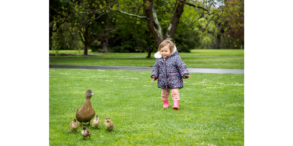 Toddler chasing ducks at the Botanical Gardens | discoverywall.nz