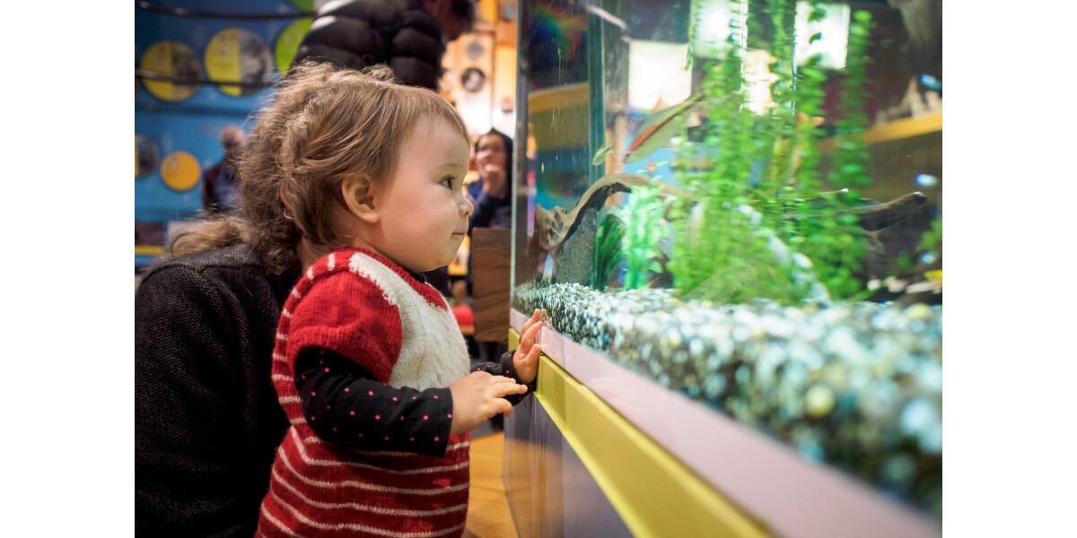 A toddler marvels at fish at the Discovery Centre in the...