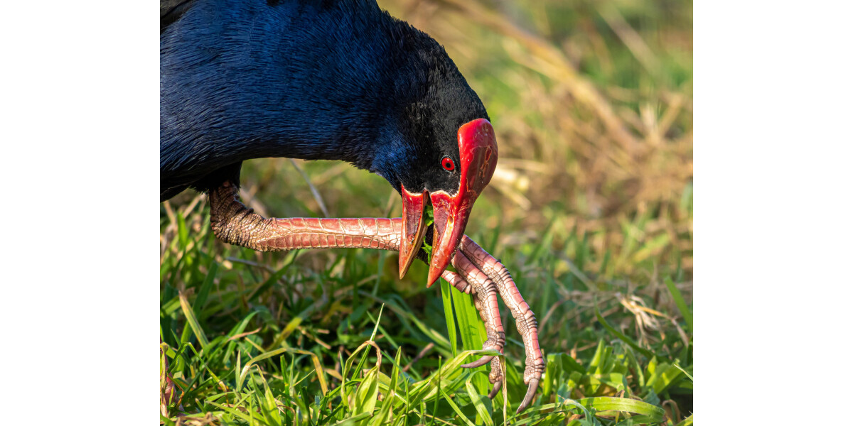 Pukeko feeding on shoots at Travis Wetland | discoverywall.nz