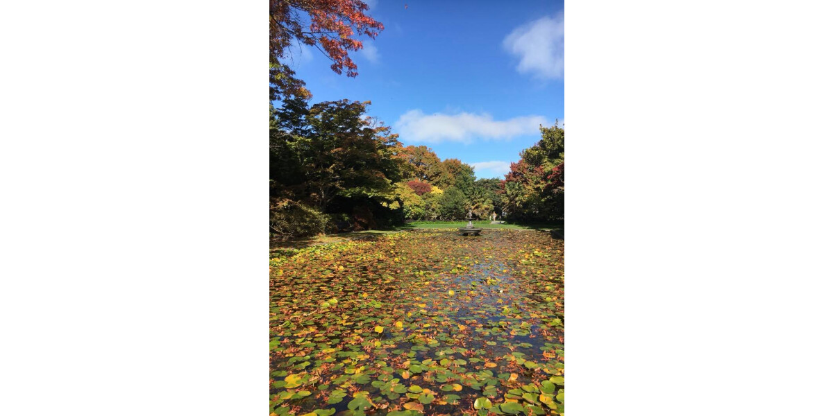 Mona Vale Lily Pond | discoverywall.nz