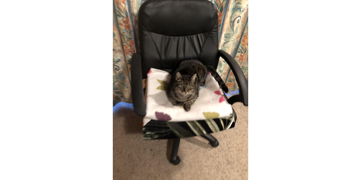 Deneka resting on chair. | discoverywall.nz