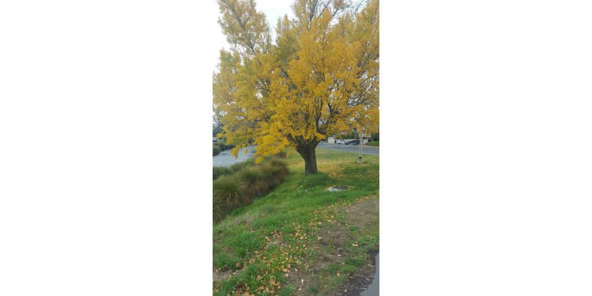 Autumn Tree | discoverywall.nz