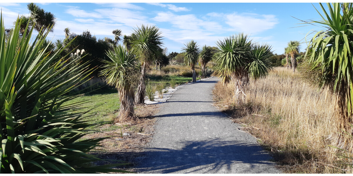 Native trees in Canterbury Park | discoverywall.nz