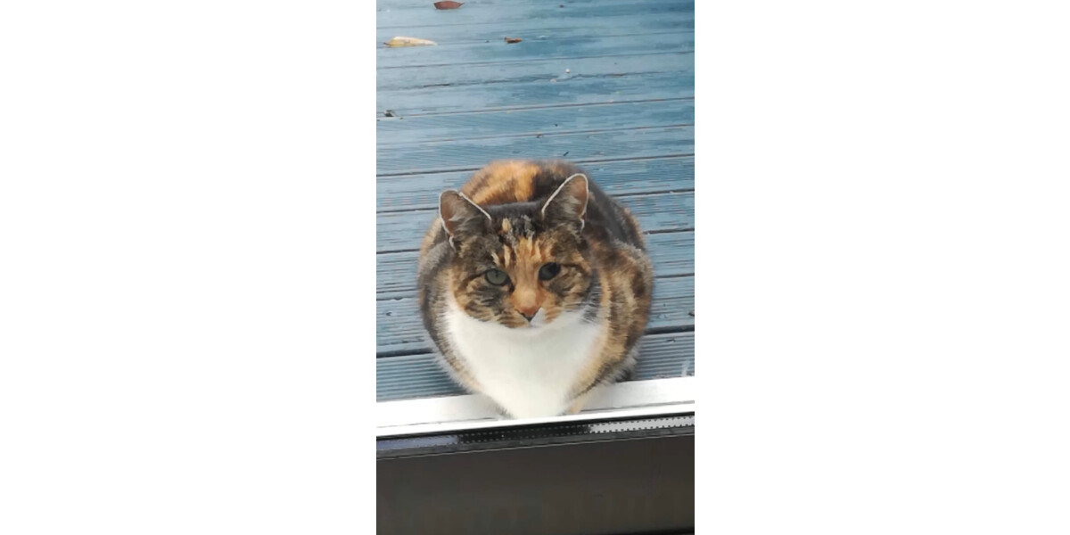 Roy the stray cat | discoverywall.nz