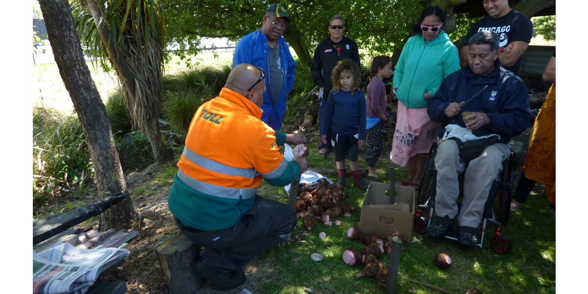 Taro demonstration | discoverywall.nz