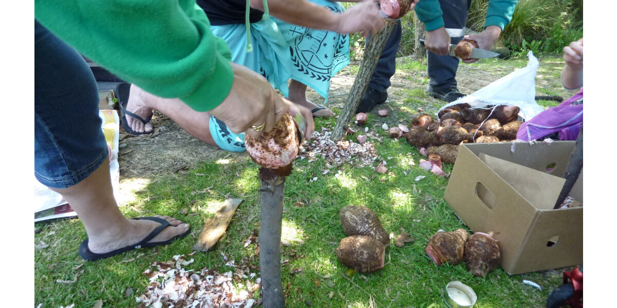 Traditional Taro preparation | discoverywall.nz