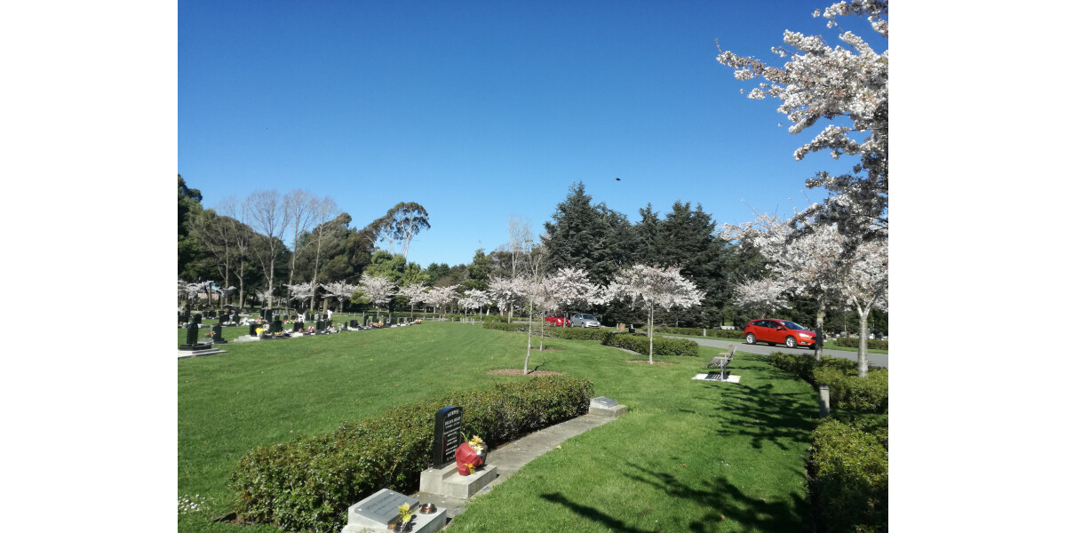 Trees in blossom at Avonhead Park Cemetery | discoverywall.nz