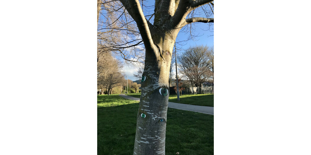 Tree with eyes | discoverywall.nz