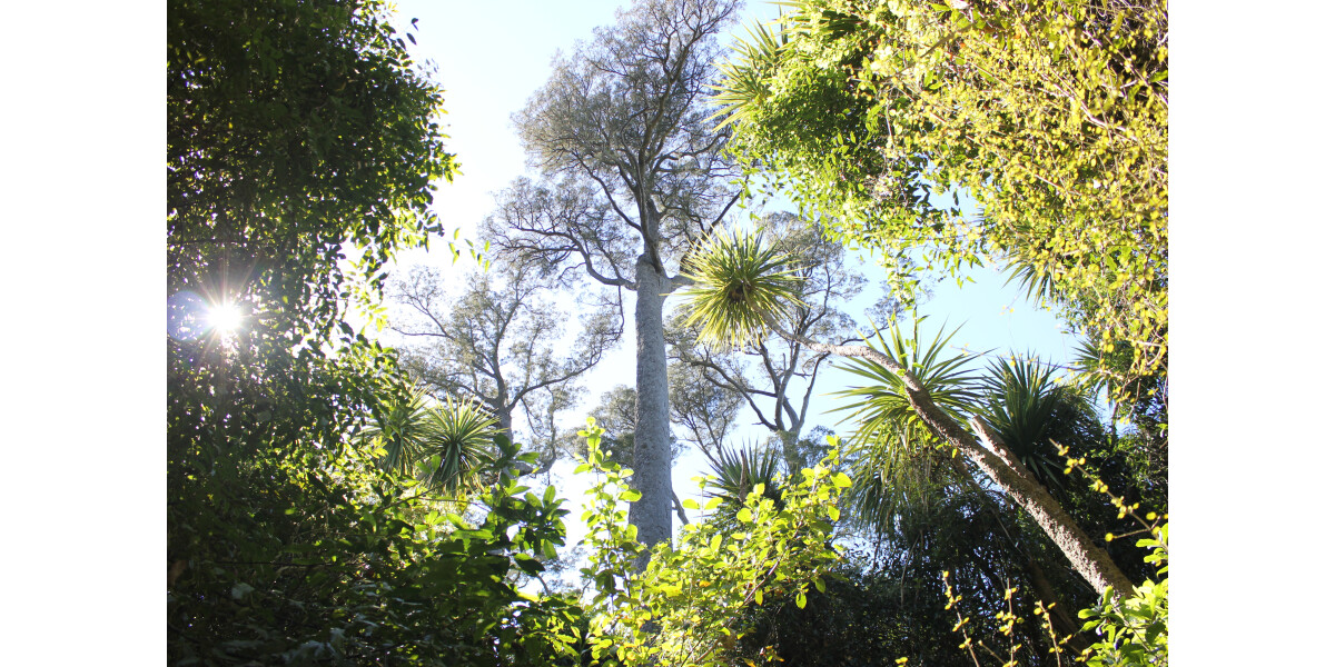 Tall tree surrounded by other trees | discoverywall.nz