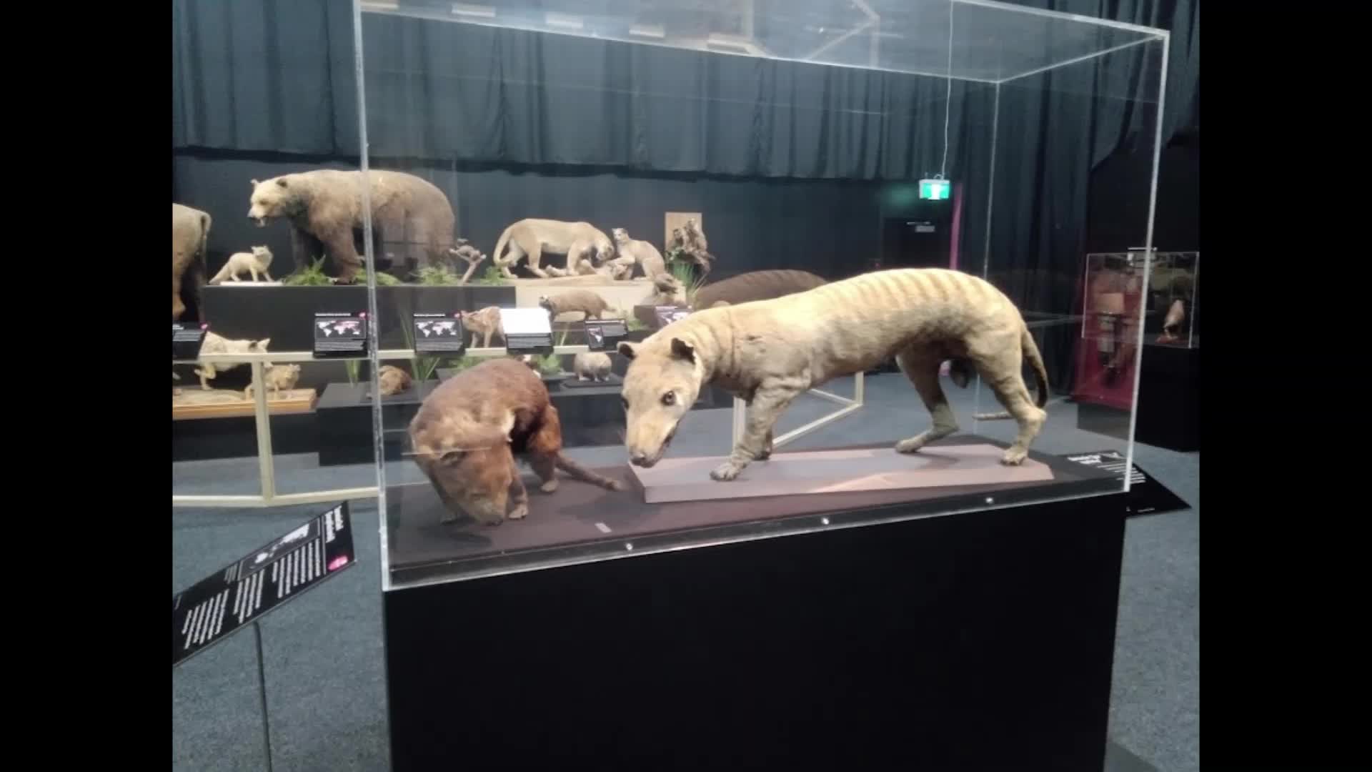 Fur, Fangs & Feathers, Canterbury Museum Exhibition 2021-22