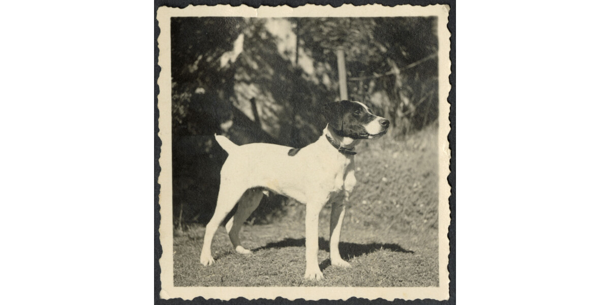 Gary the dog | discoverywall.nz