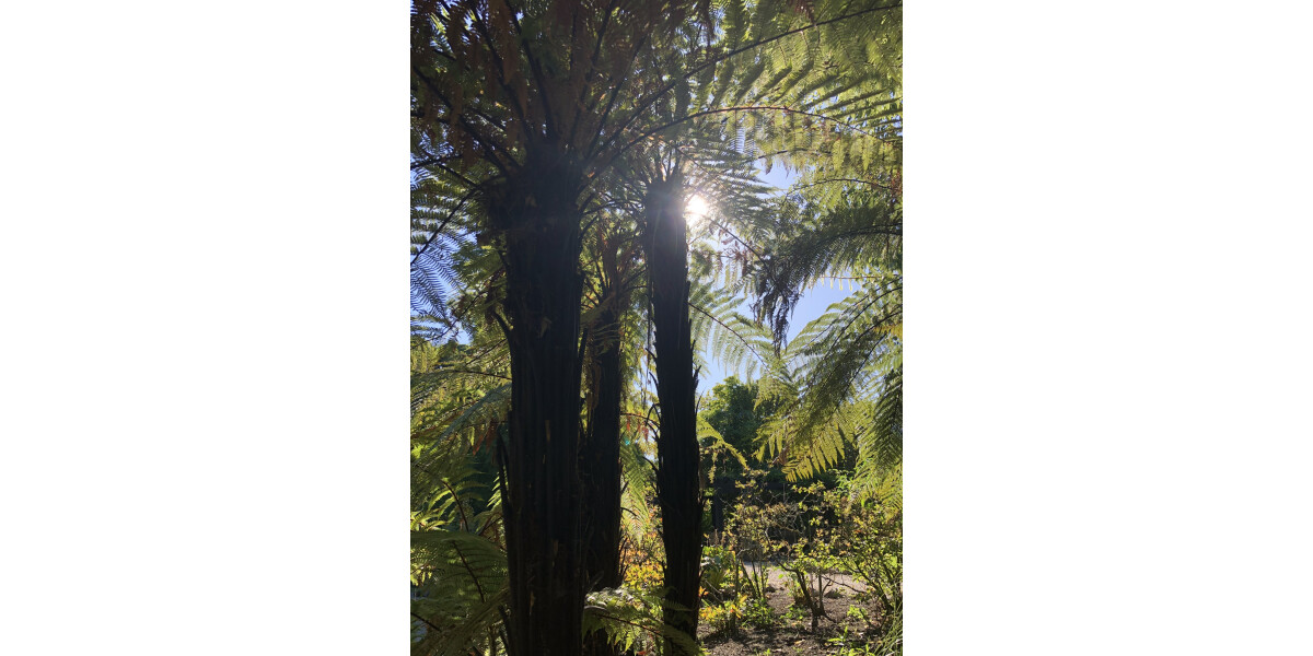 Tree Fern (punga) from Hagley park | discoverywall.nz