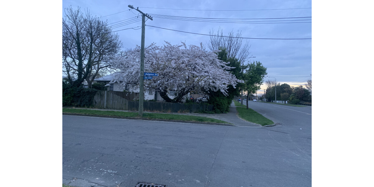Blossom in Woolston | discoverywall.nz