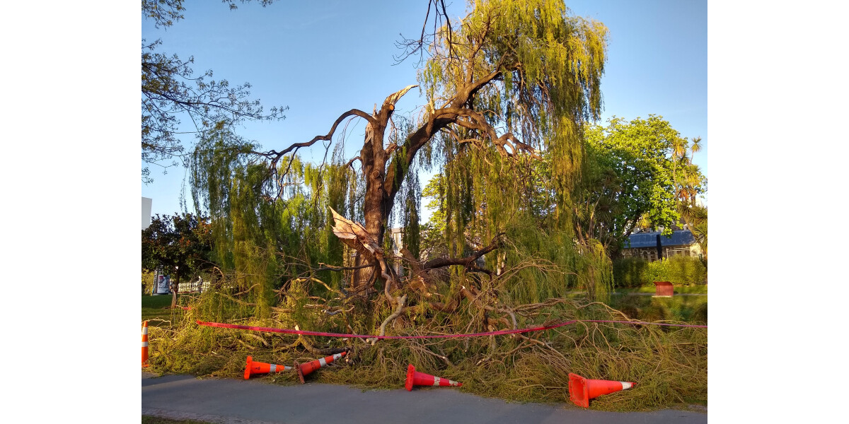 Damaged willow tree in Victoria Square | discoverywall.nz