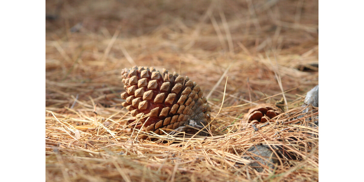 The New Zealand Pinecone | discoverywall.nz