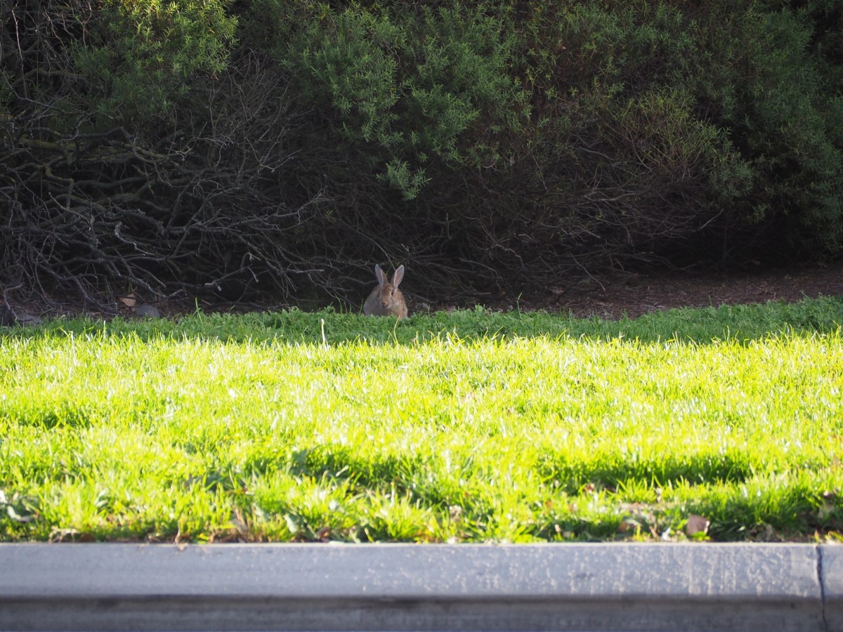 Round-About Rabbit | discoverywall.nz