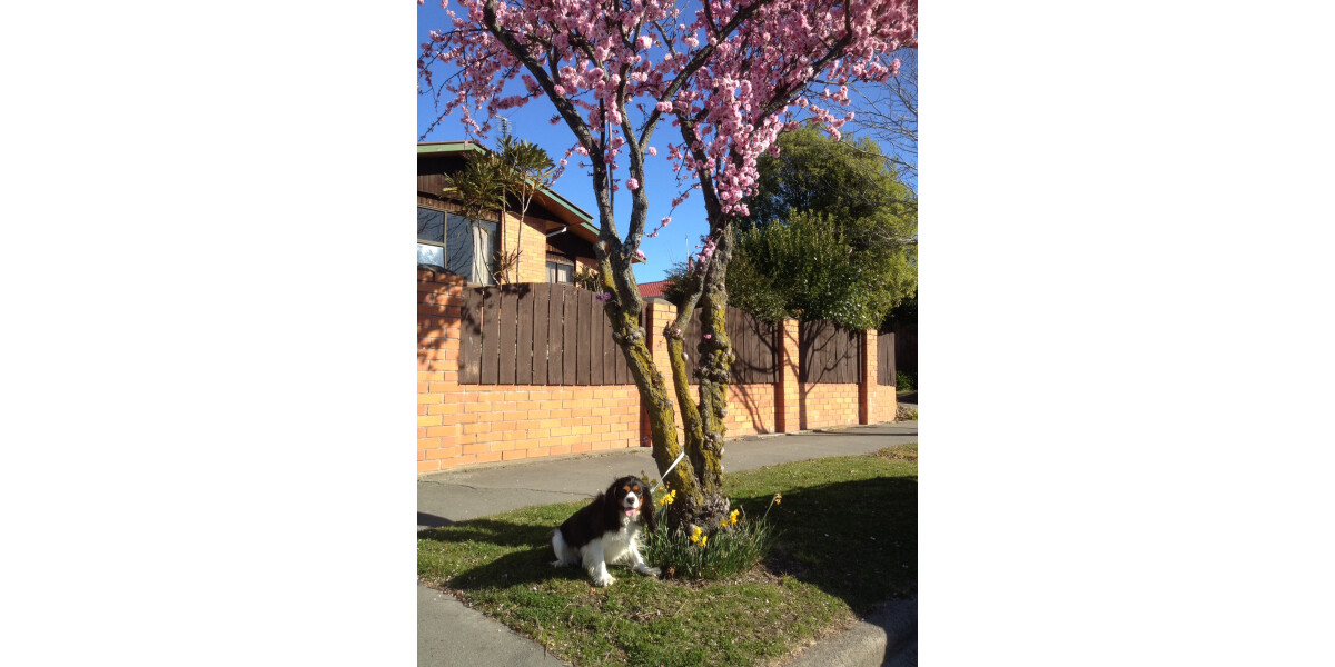 Spring Dawn | discoverywall.nz