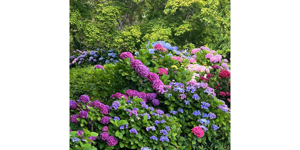Hydrangeas at the Botanic Gardens | discoverywall.nz