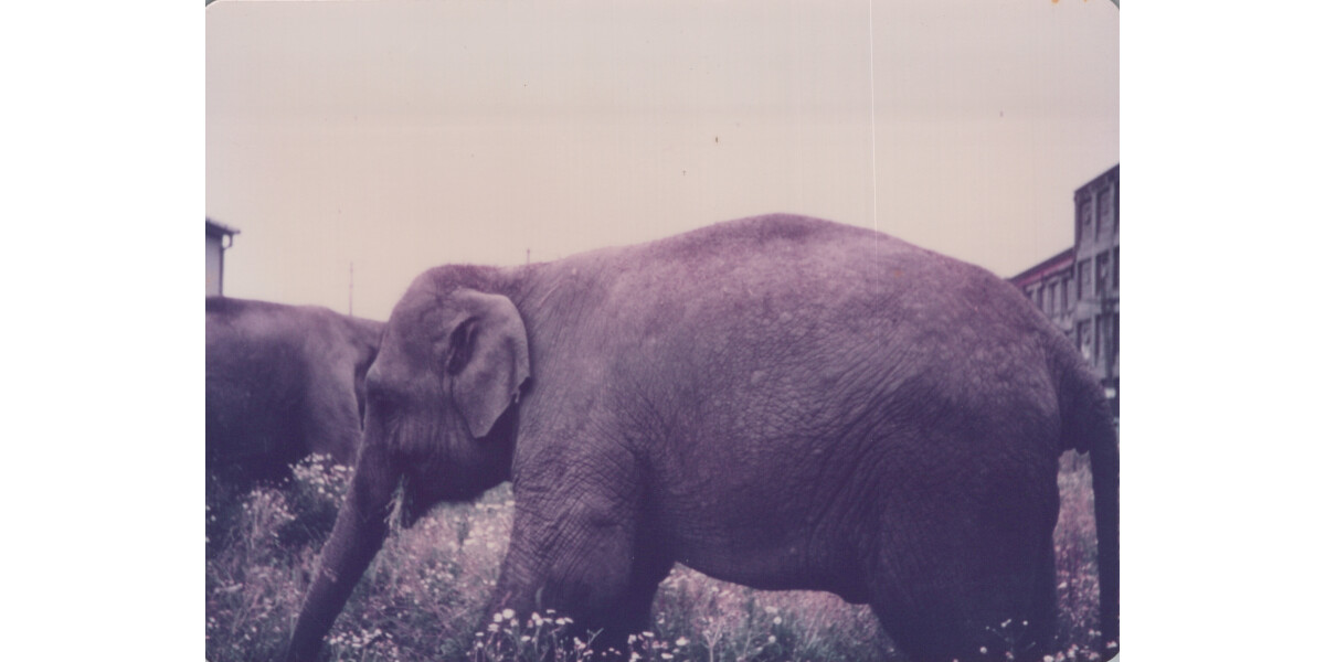 Elephants in Addington | discoverywall.nz