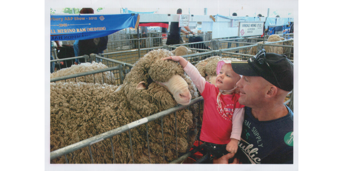 Patting a sheep | discoverywall.nz