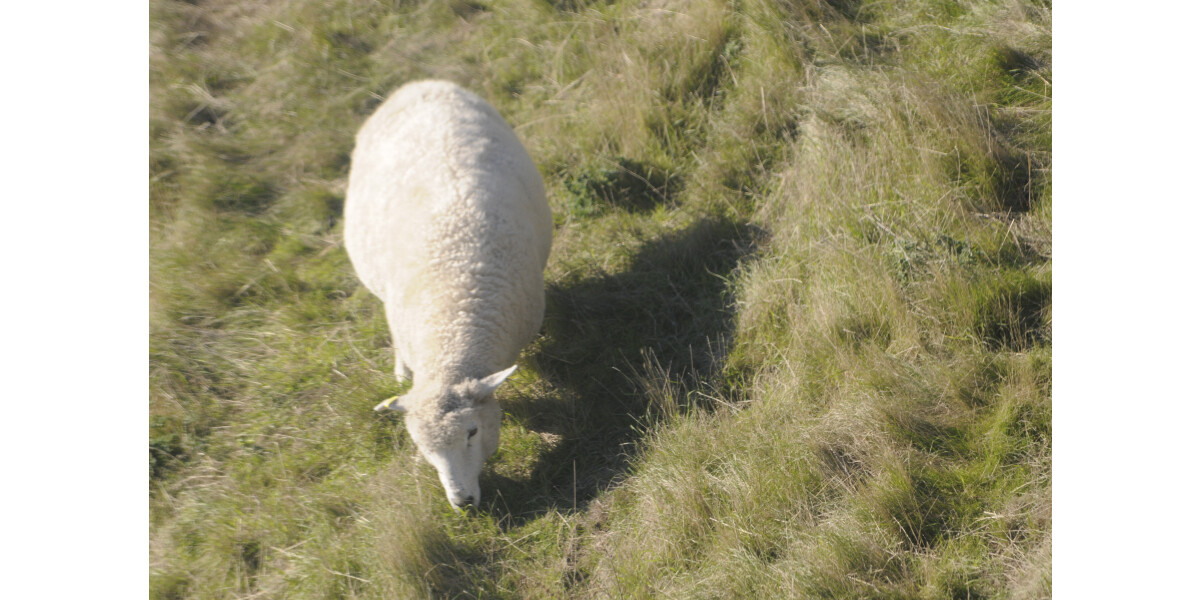 Grazing sheep, Port Hills | discoverywall.nz