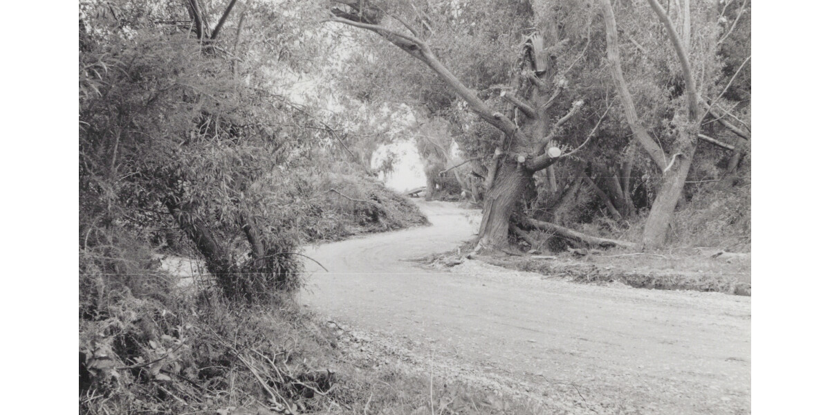 Shingle road through overgrown vegetation | discoverywall.nz