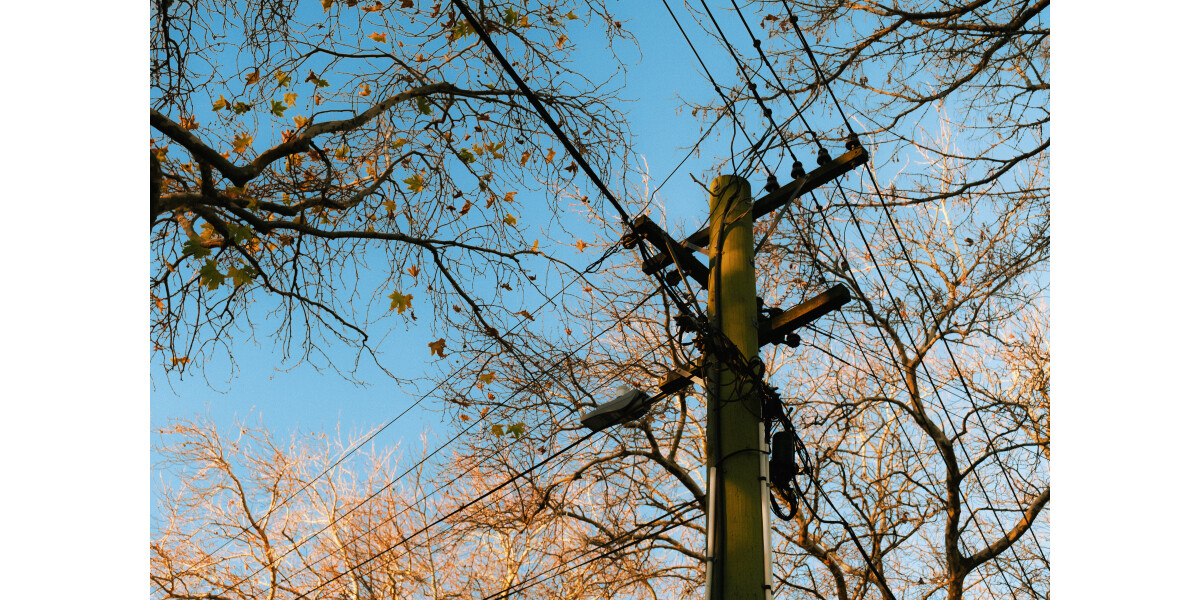 Autumn Tree and Powerline | discoverywall.nz