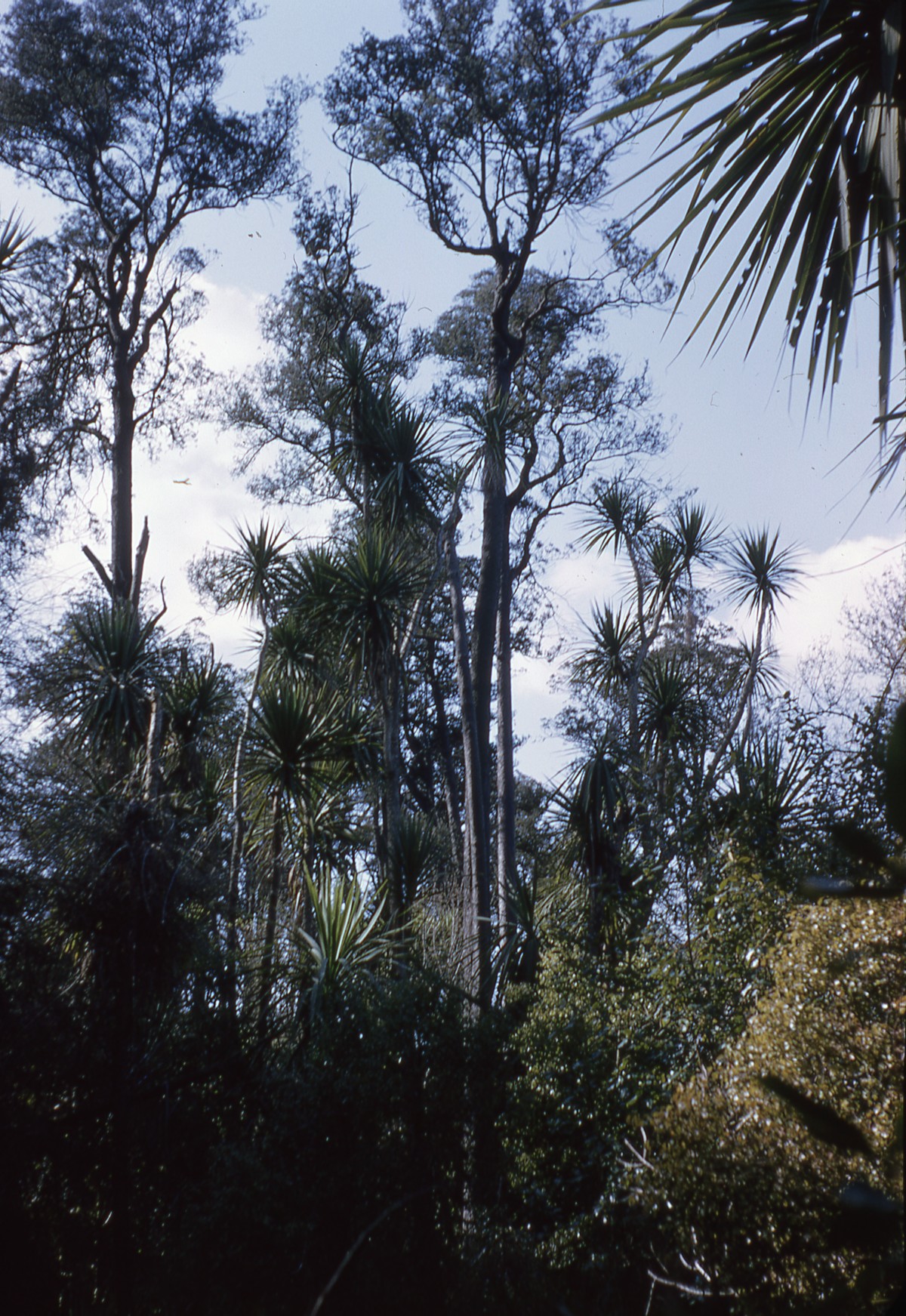 Puriri Trees | discoverywall.nz