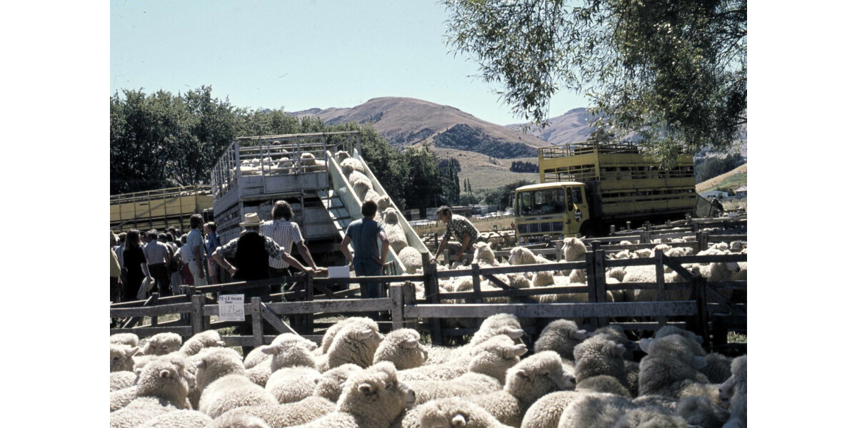 Ewe Fair at Little River | discoverywall.nz