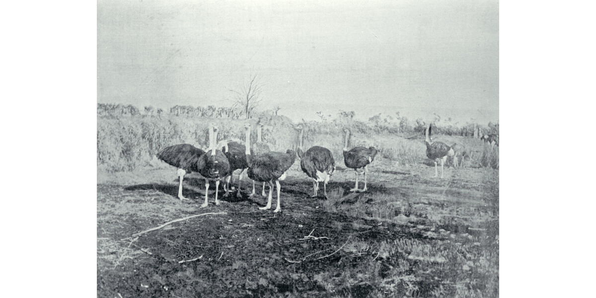 Ostrich farm near Christchurch | discoverywall.nz