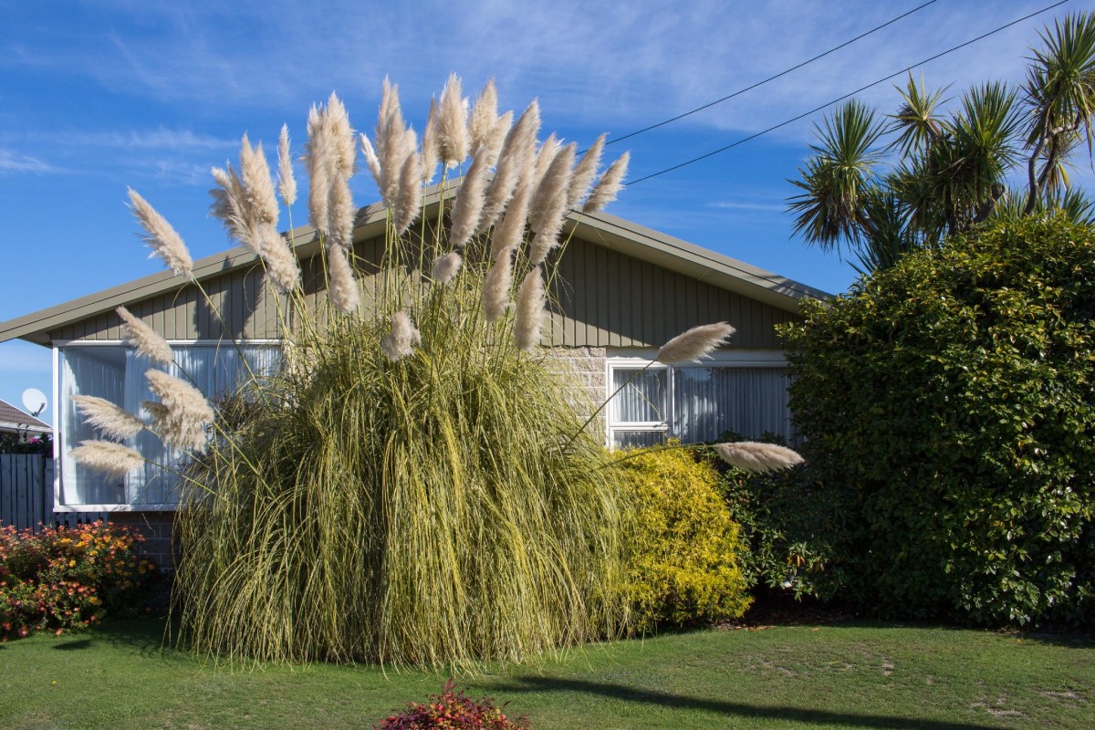 Toetoe plant, Cardome Street | discoverywall.nz