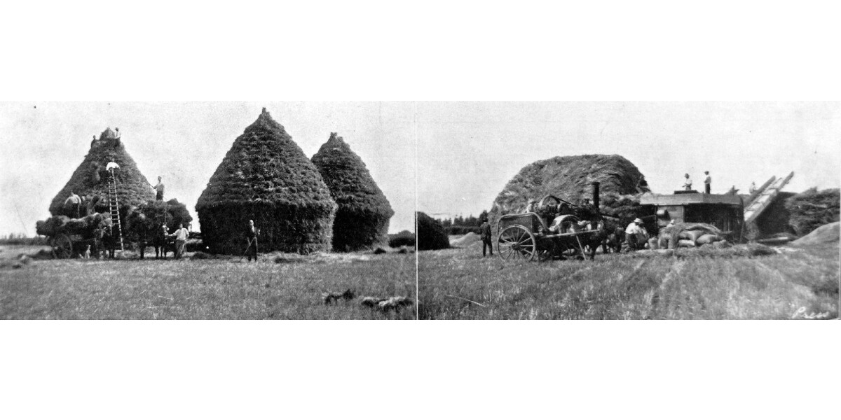 Stacking and Threshing from stook | discoverywall.nz