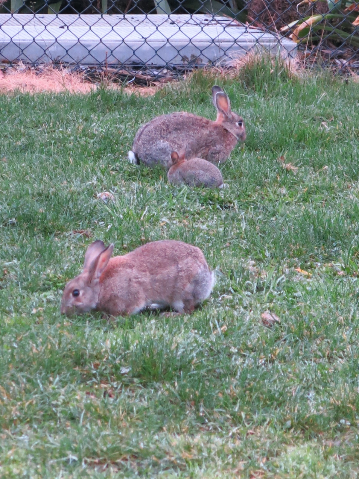 Town rabbits | discoverywall.nz