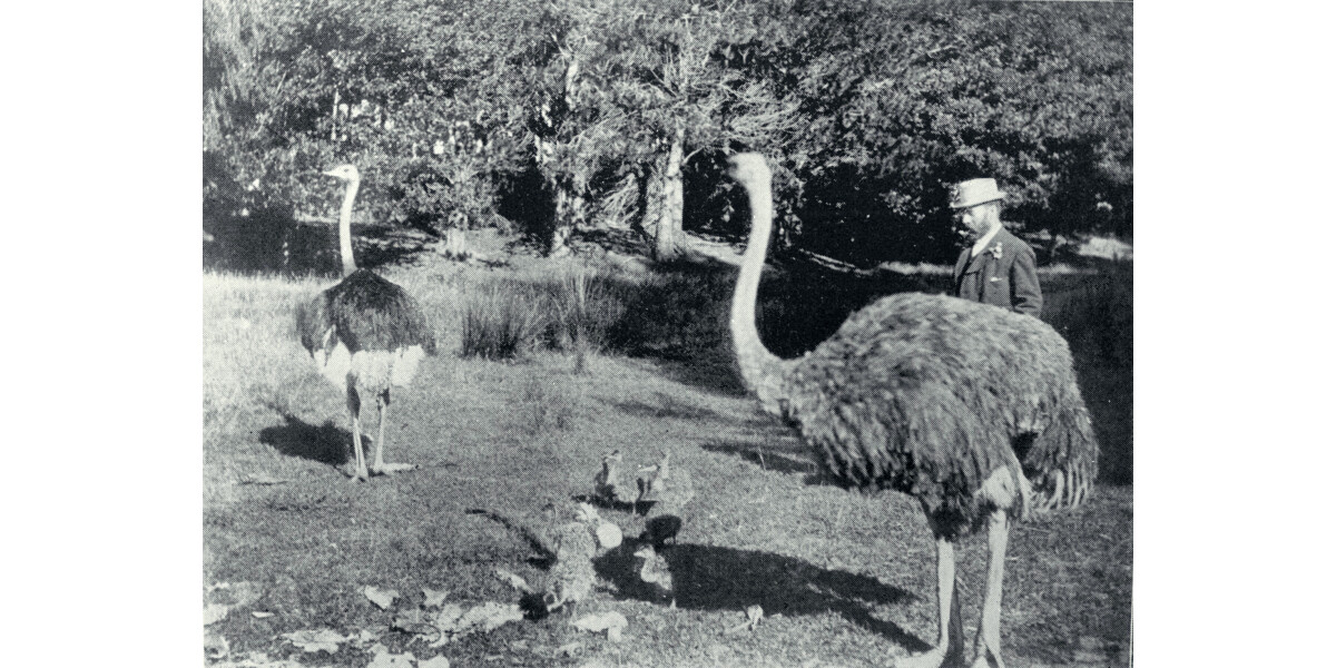 George King with his ostriches | discoverywall.nz