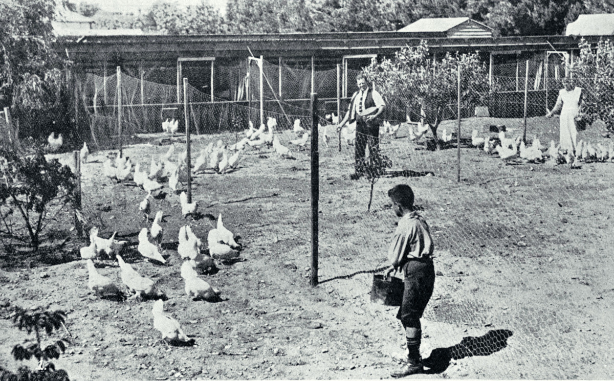 Pens of pullets at Fazackerley's poultry farm, Sockburn.