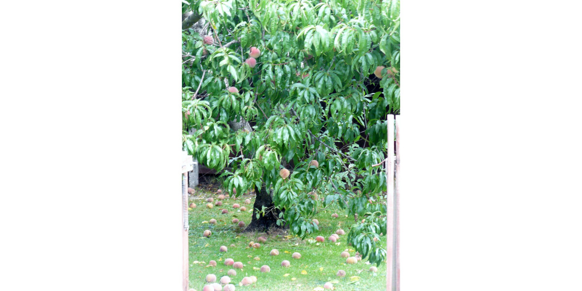 Peach tree | discoverywall.nz