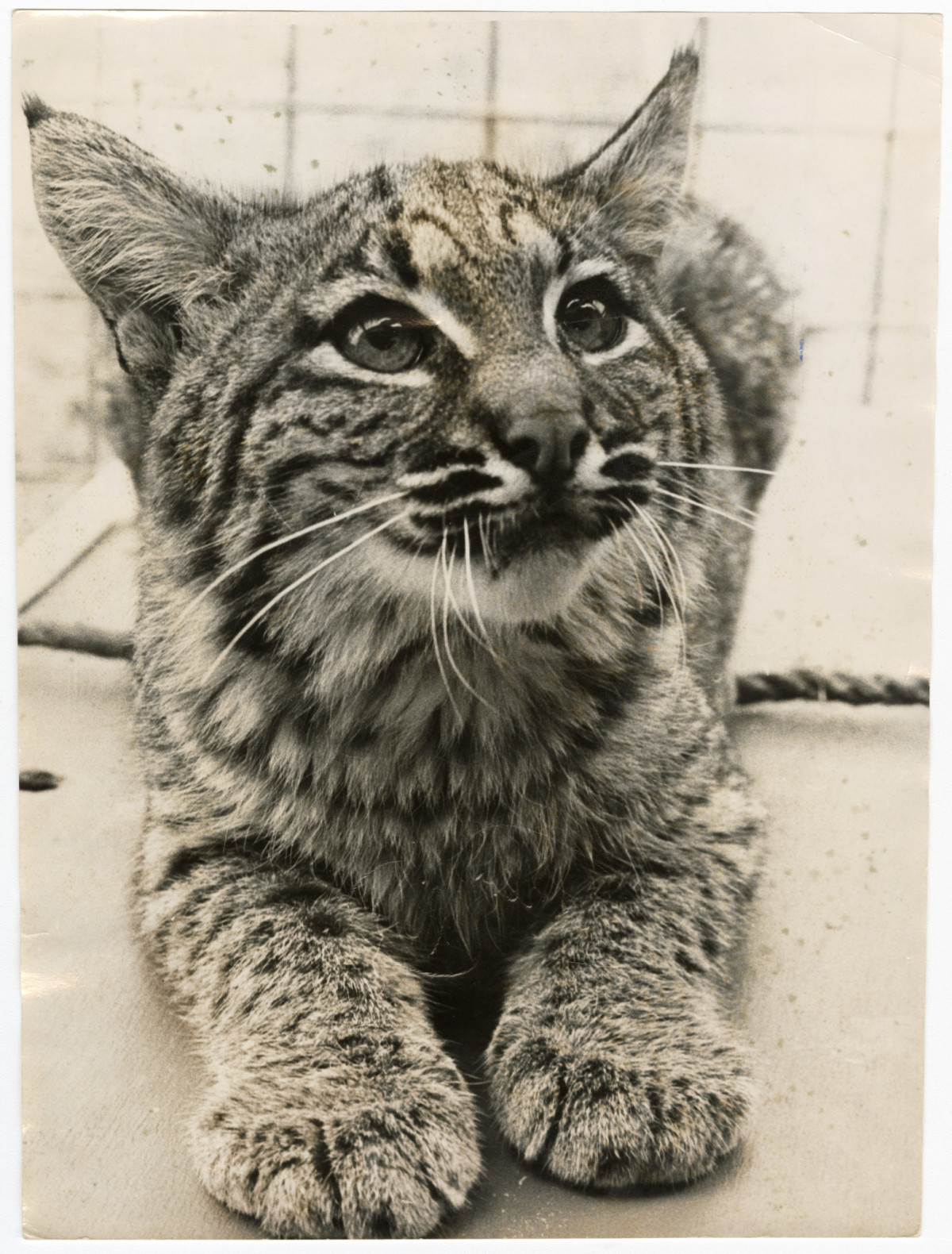 Bob cat at the Animals International Circus and Zoo | discoverywall.nz