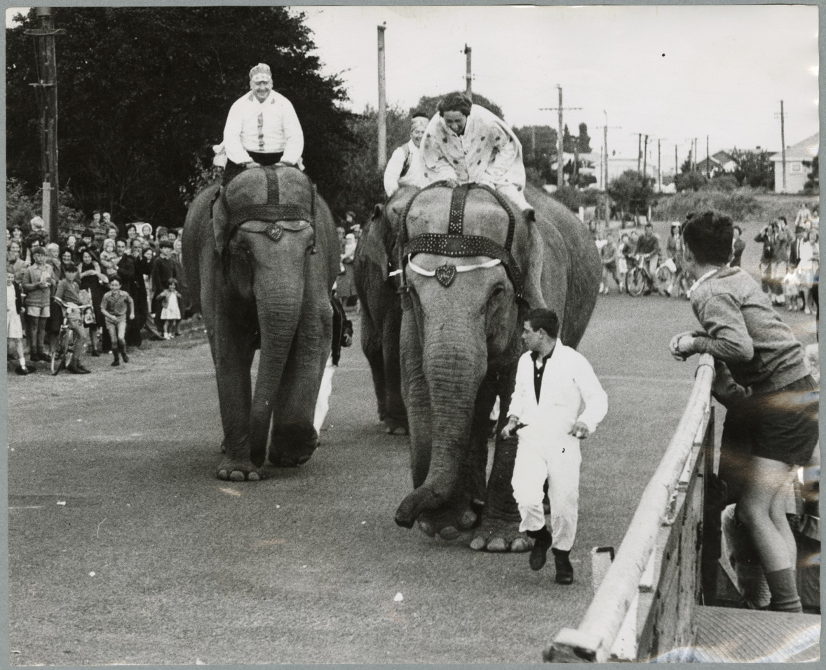 Elephant race near Papanui Shopping Centre | discoverywall.nz