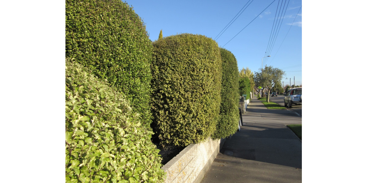 Interesting bush designs | discoverywall.nz