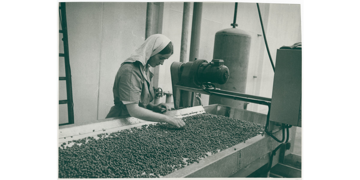 Conveyor belt of peas at the Watties factory | discoverywall.nz