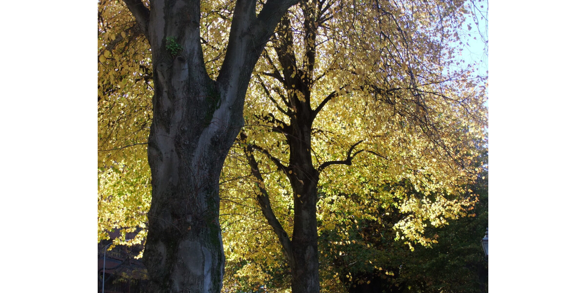 Trees in Autumn | discoverywall.nz
