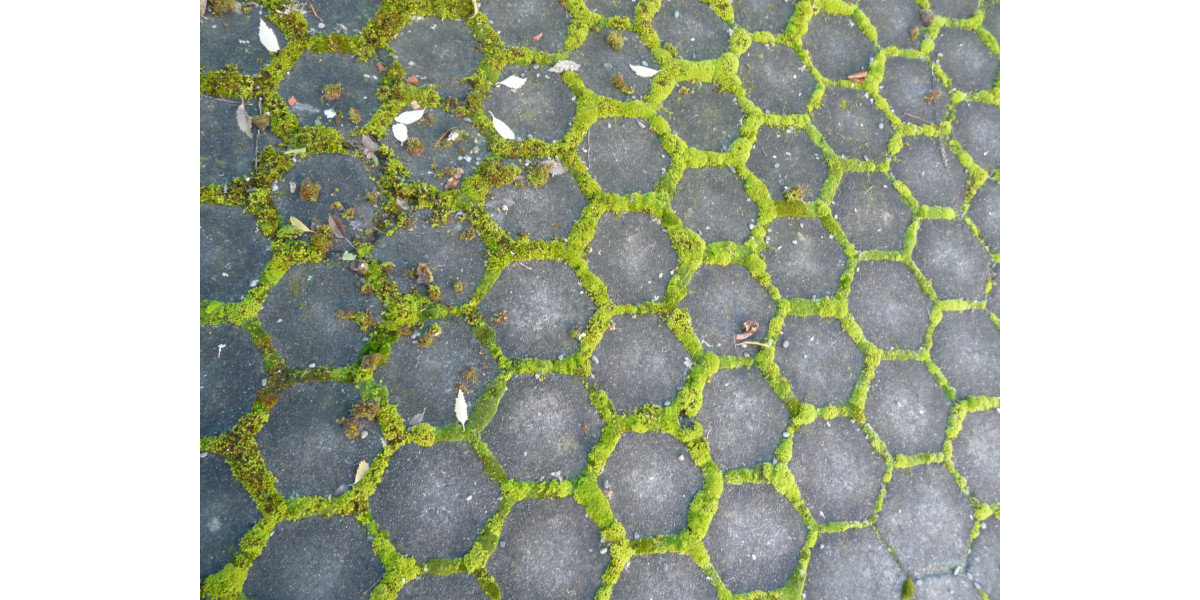 Moss on pavers | discoverywall.nz