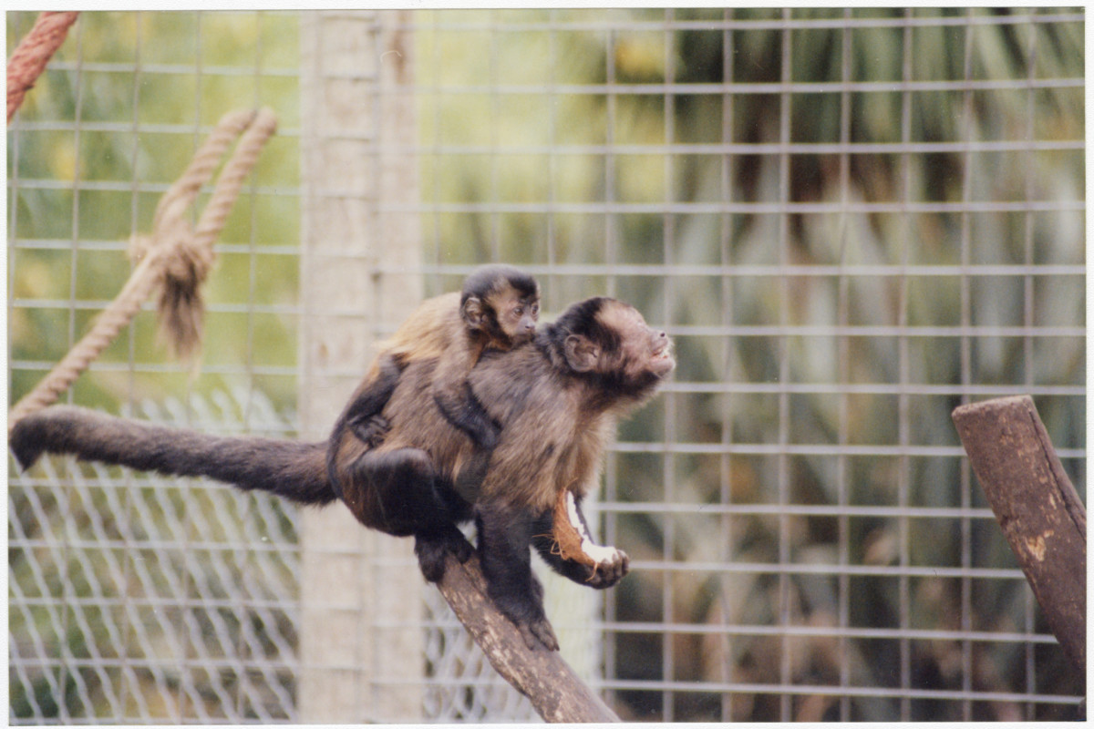 Monkeys at Orana Wildlife Park | discoverywall.nz