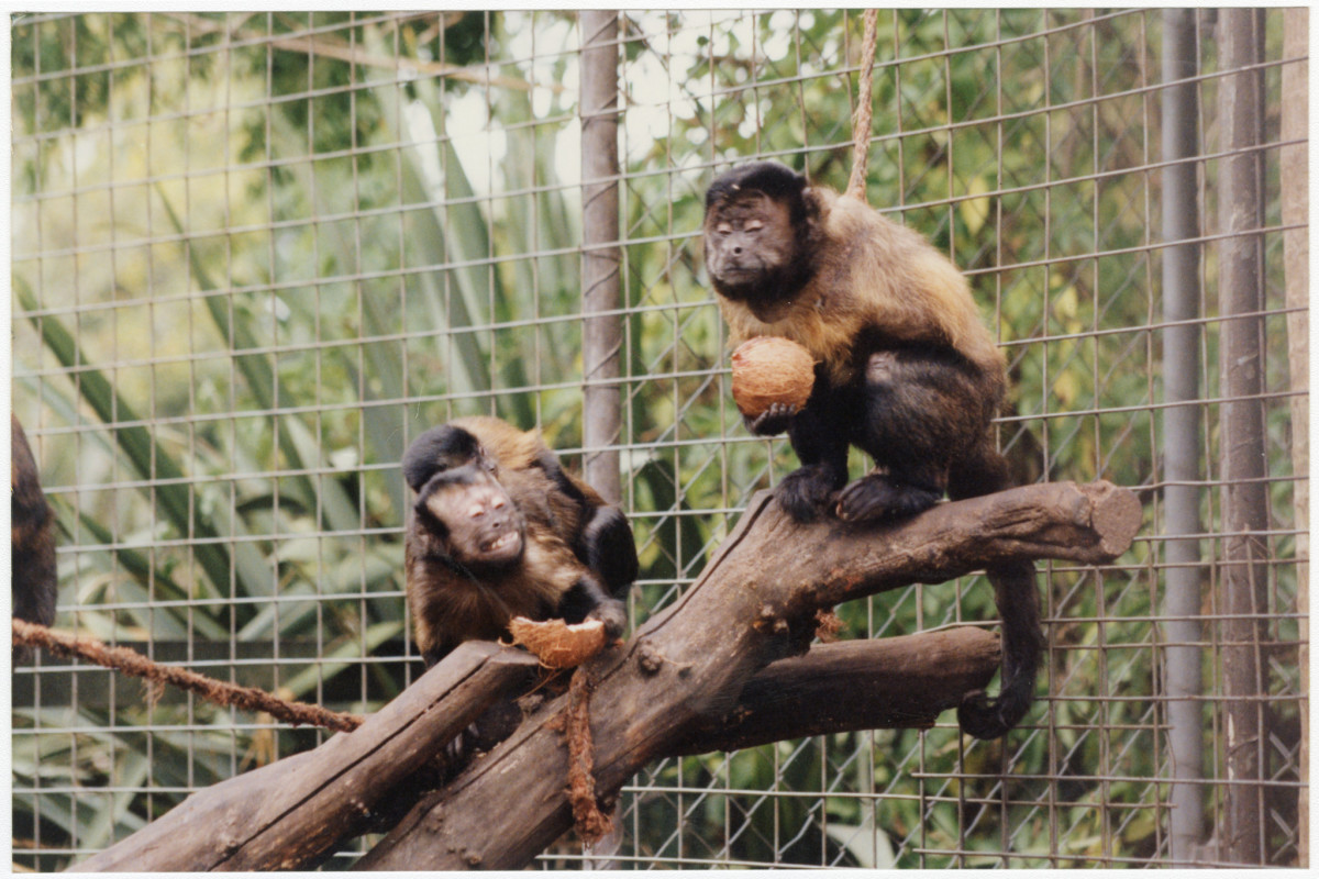 Monkeys at Orana Wildlife Park | discoverywall.nz